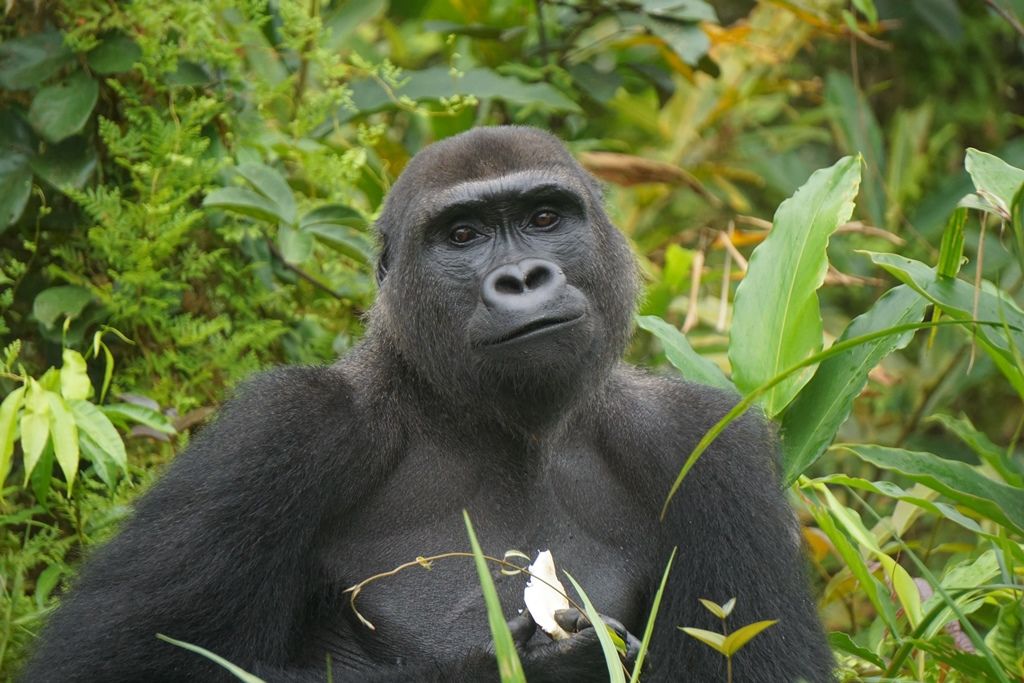 An interview with The Aspinall Foundation | Ticketpass